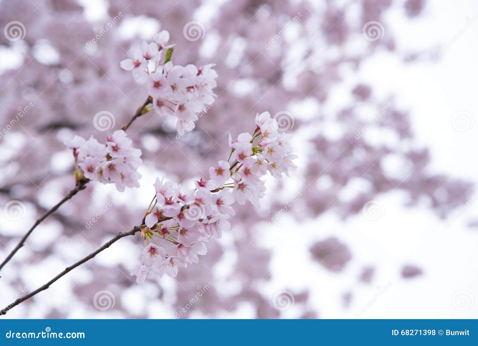 Cherry Blossoms in Spring Season at Japan Stock Photo - Image of pink ...