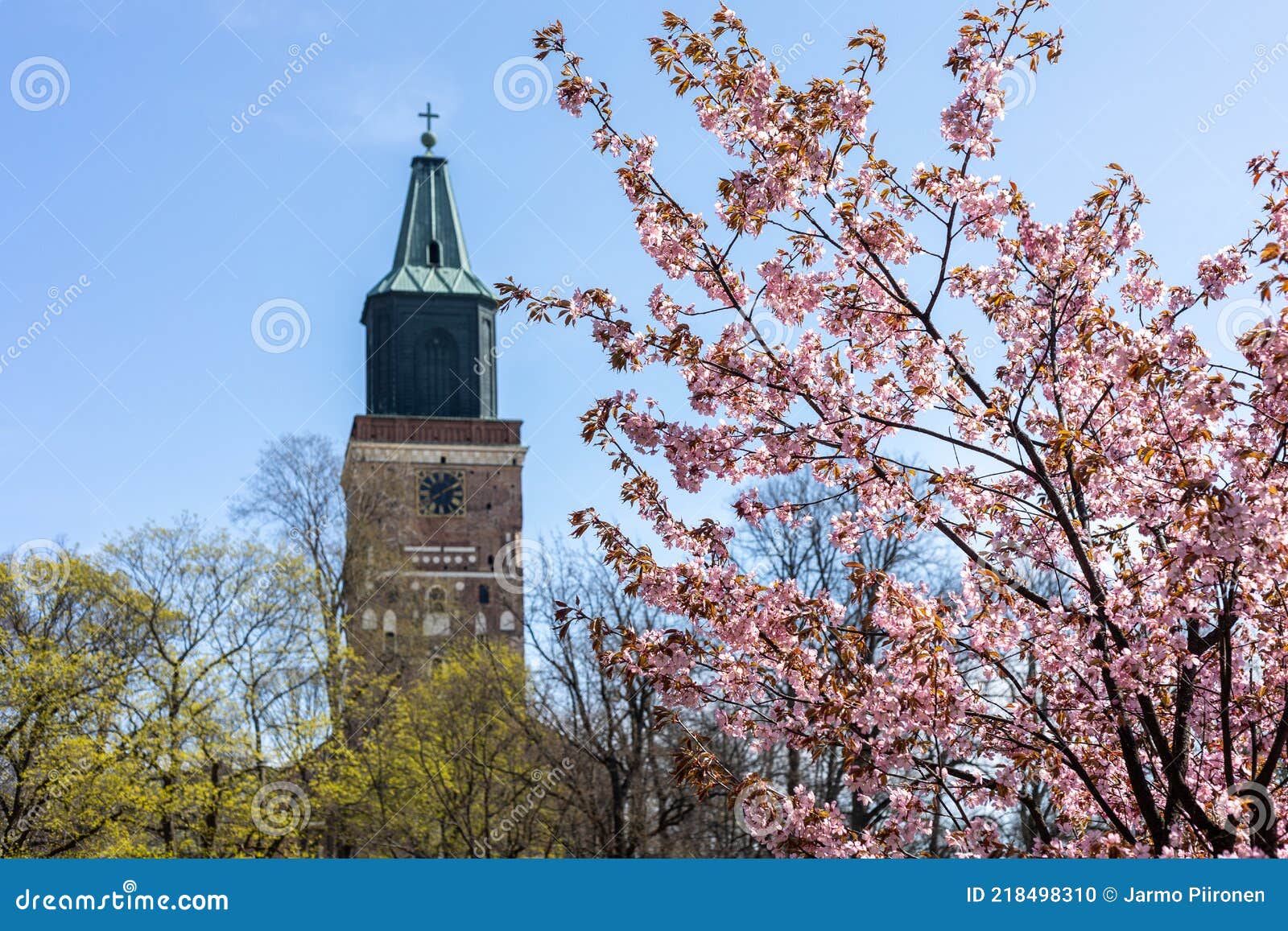 Cherry Blossoms in Spring with the Tower of Turku Cathedral in the ...