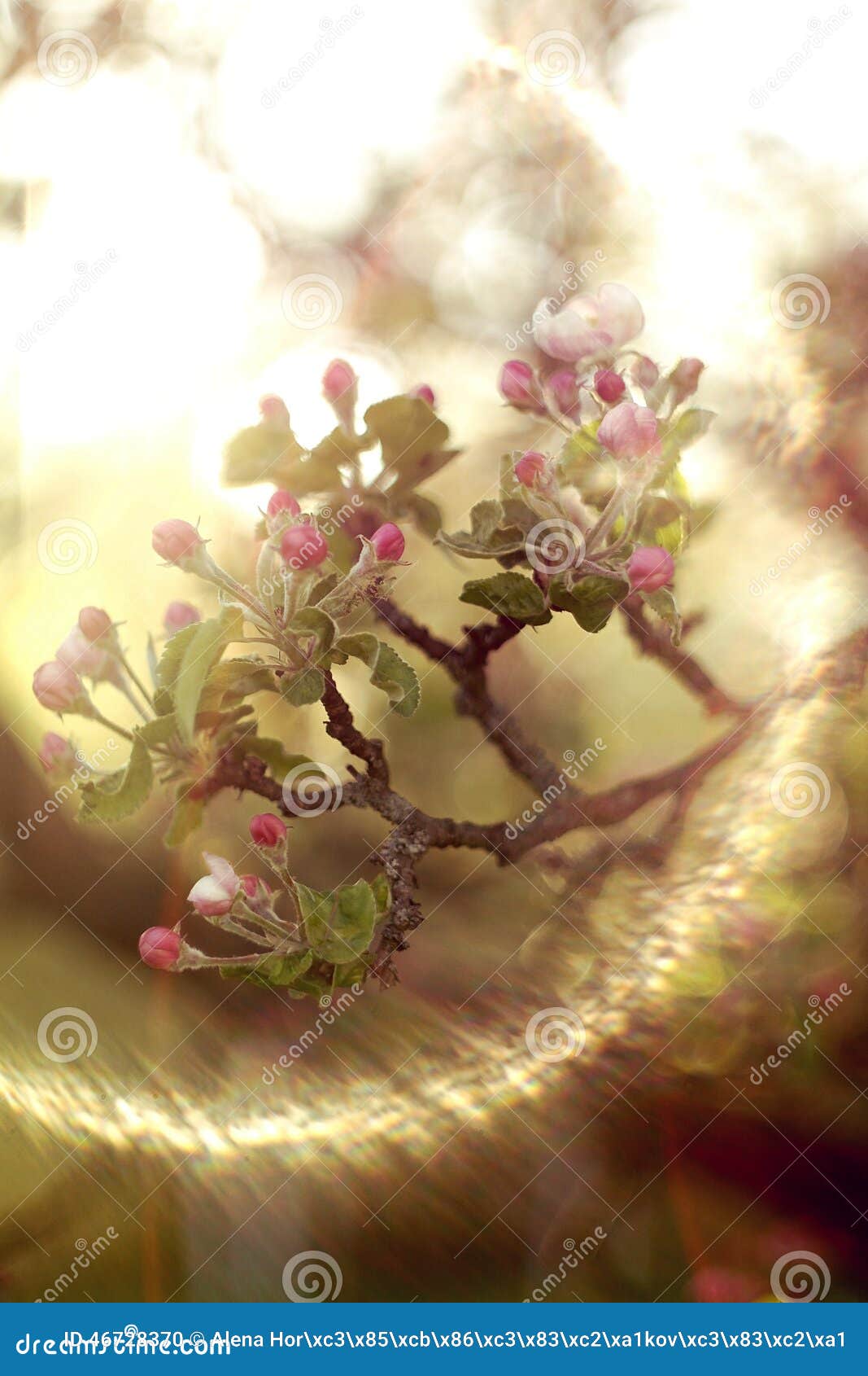 Cherry blossoms stock photo. Image of pink, circle, tree - 46728370