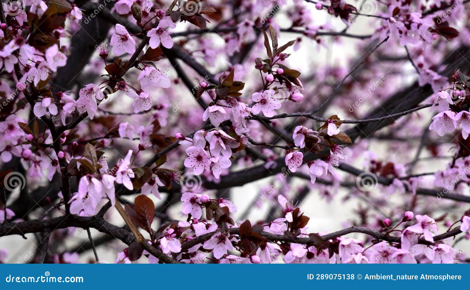 Cherry Blossoms, the Symbol of Spring and Rebirth Stock Footage - Video ...