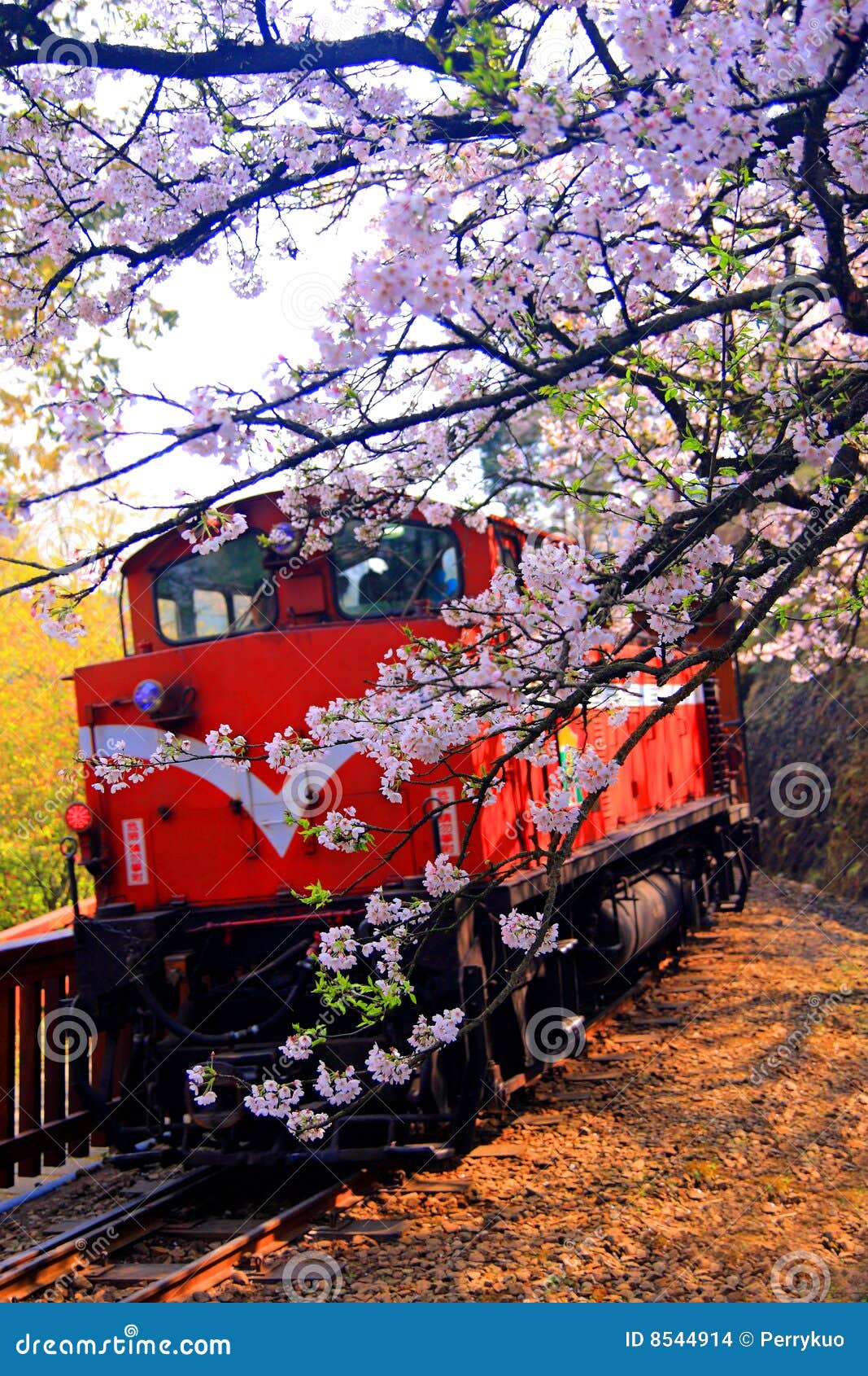 Cherry Blossoms & Train Stock Photo - Image of season, pink: 8544914