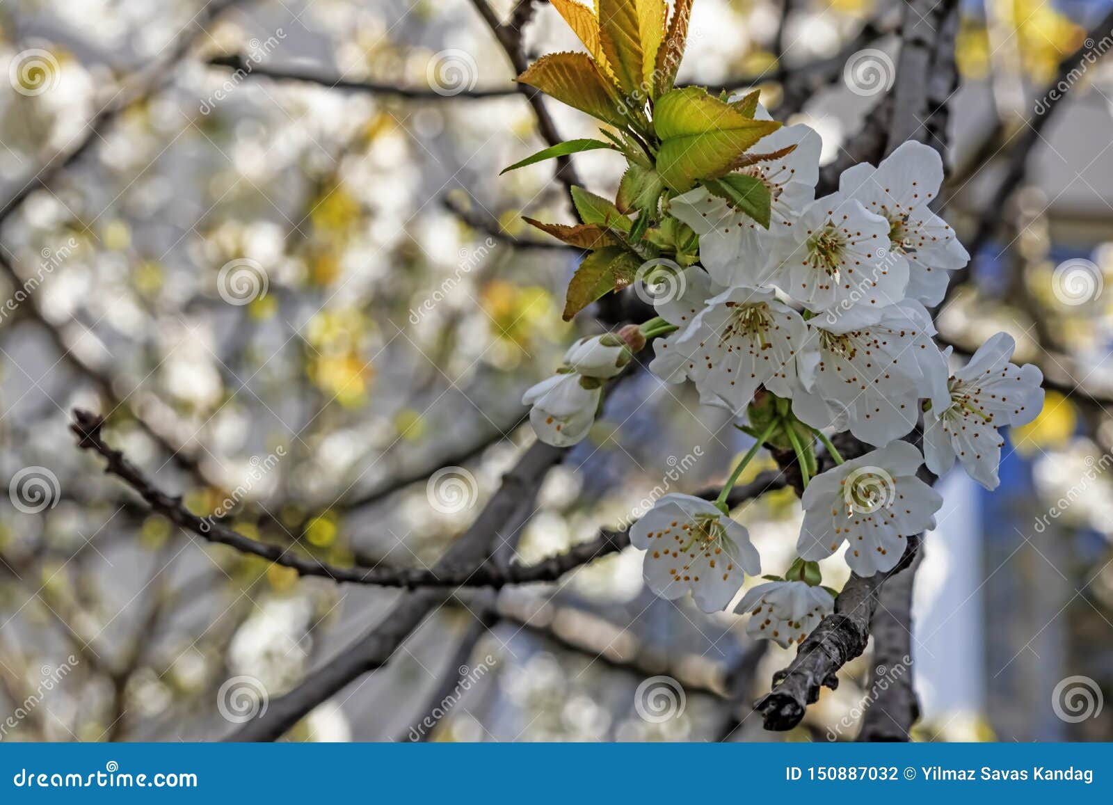 Cherry Blossoms on Tree Branches and Green Leaves Stock Photo - Image ...