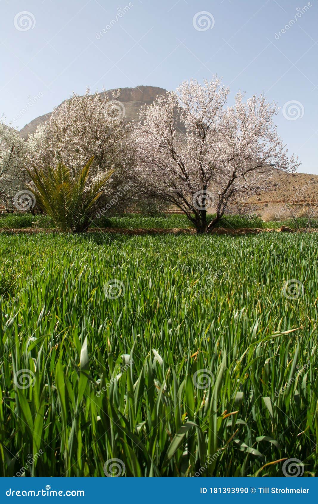 Cherry Blossoms on a Tree in Morocco Stock Photo - Image of pastel ...