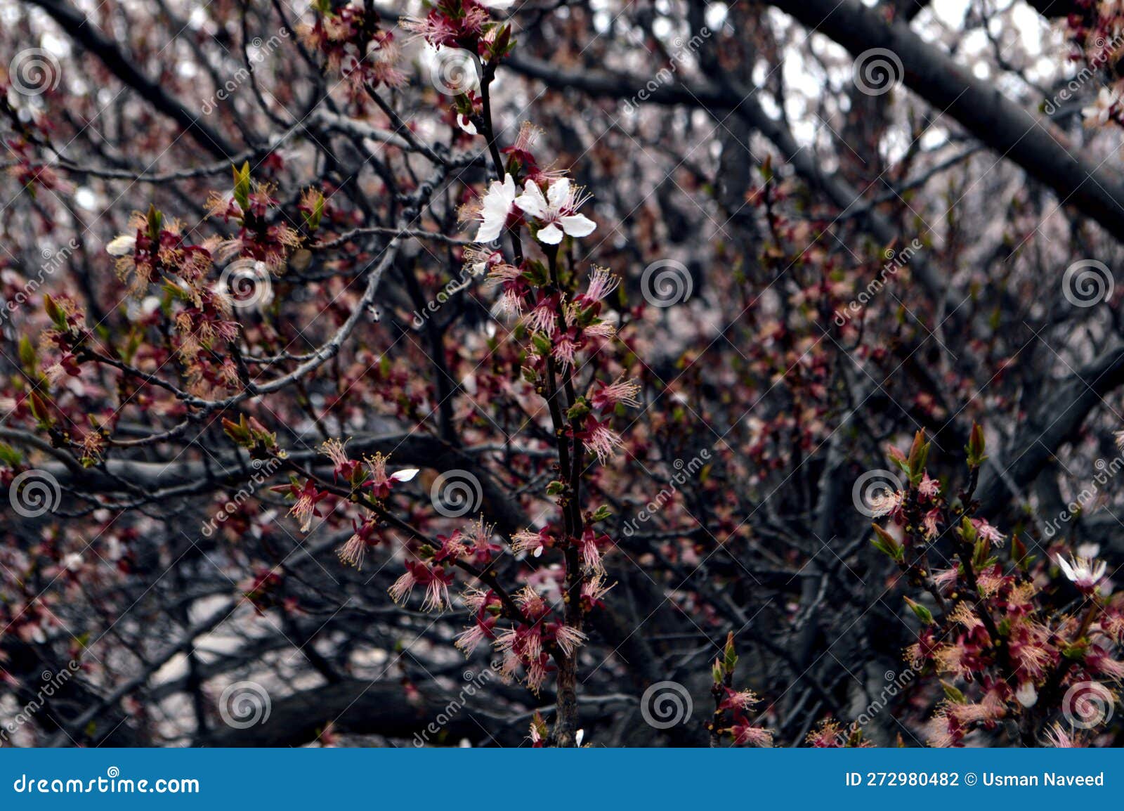 Cherry Blossoms Tree with Single Flower on it Stock Photo - Image of ...