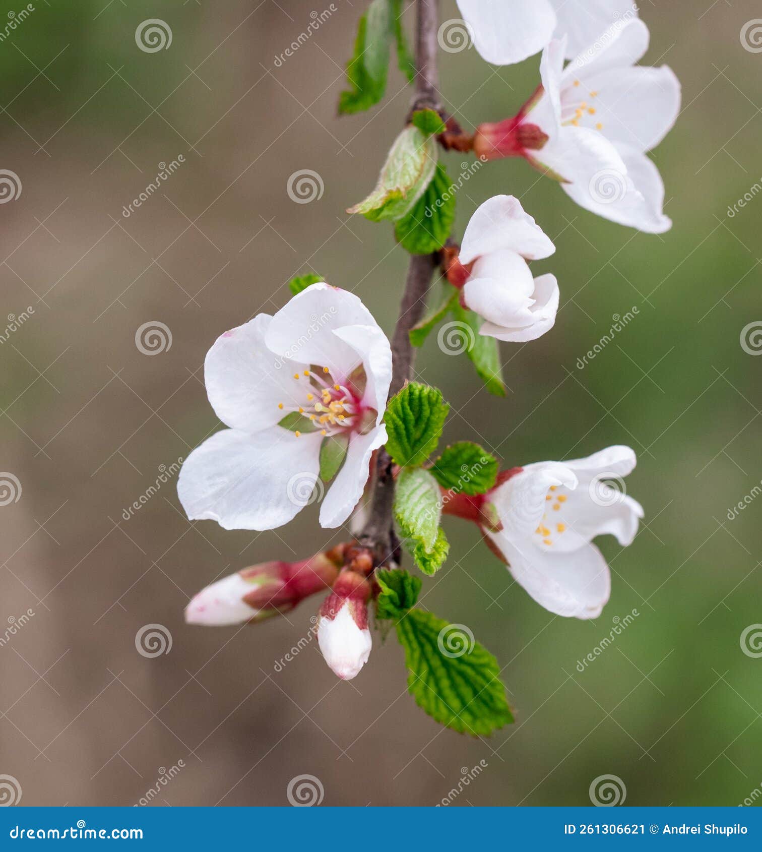 Cherry Blossoms on a Tree in Spring. Stock Image - Image of outdoor ...