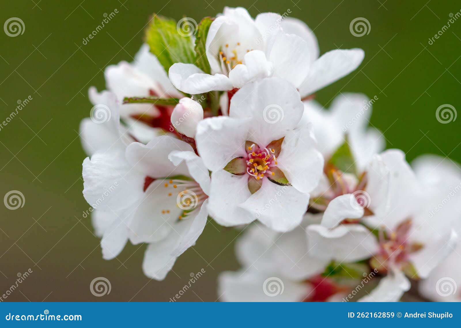 Cherry Blossoms on a Tree in Spring. Stock Image - Image of flora ...