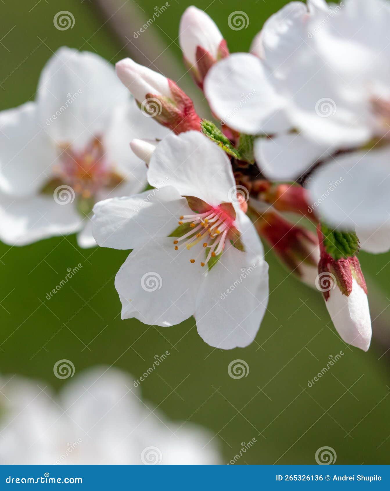 Cherry Blossoms on a Tree in Spring. Stock Photo - Image of green ...