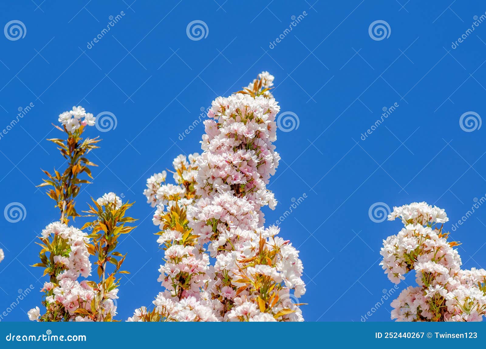 Cherry Blossoms on the Trees in the City Stock Image - Image of ...