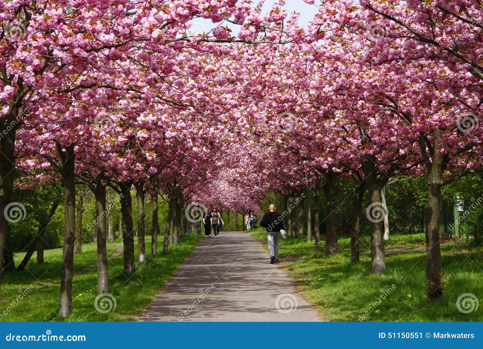 Cherry blossoms editorial photo. Image of trees, vermischtes - 51150551