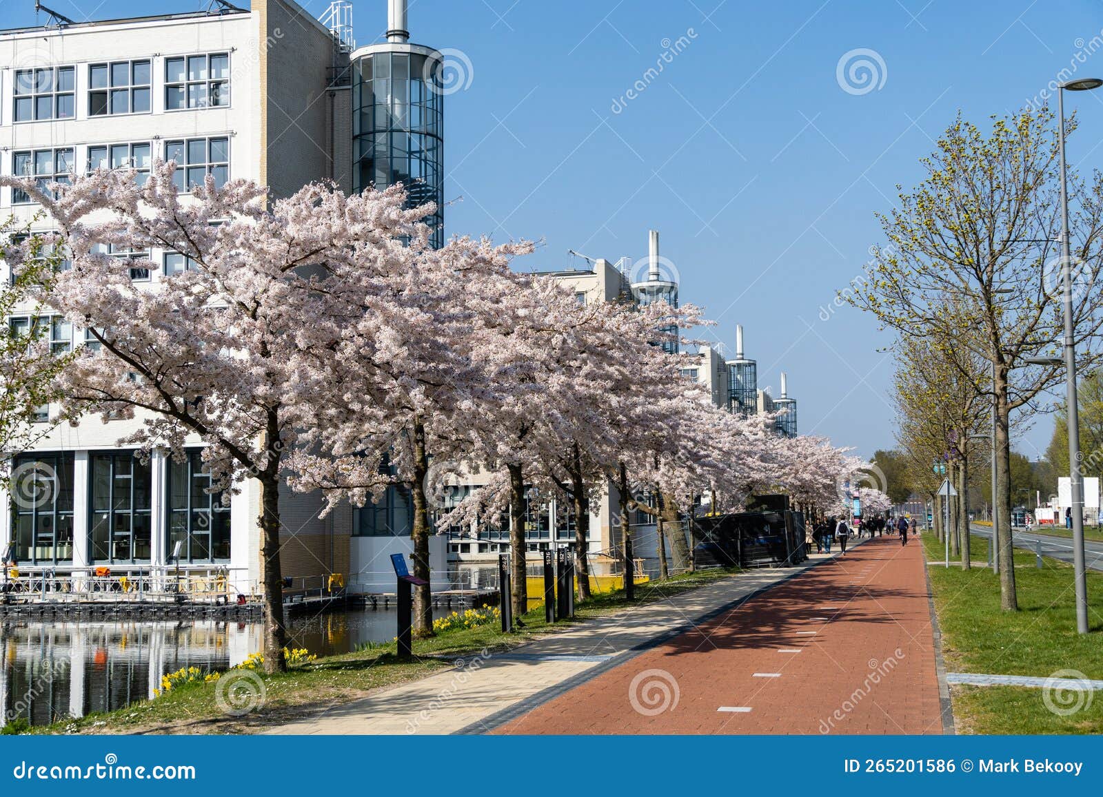Cherry Blossoms on the TU Delft Campus, Delft, the Netherlands Stock ...