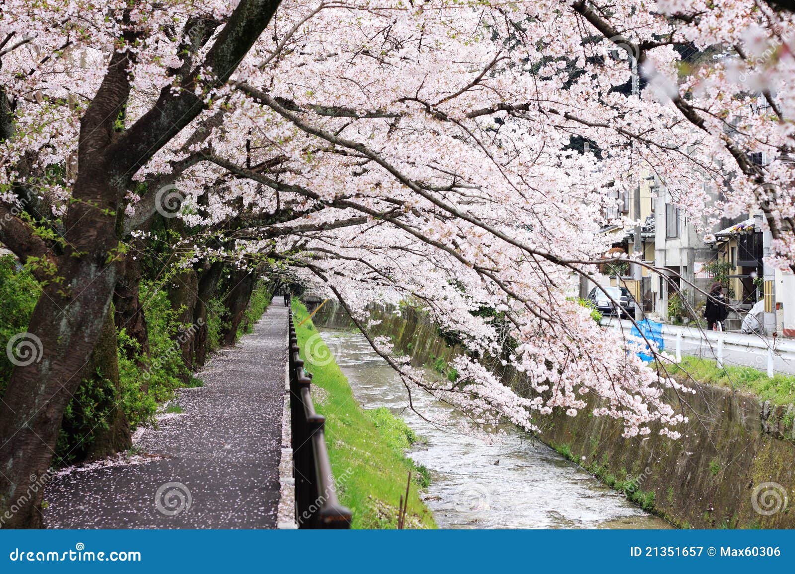 Cherry blossoms tunnel stock image. Image of japan, blossoms - 21351657