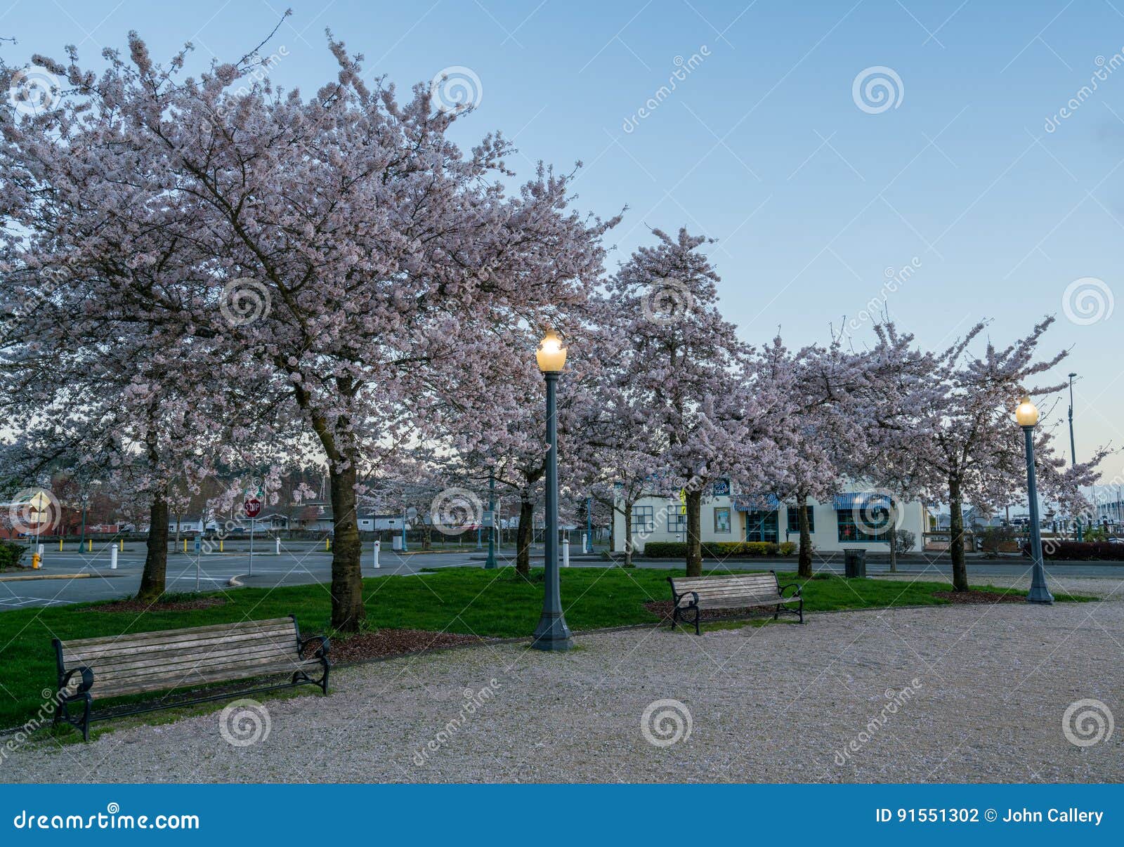 Cherry Blossoms Washington State Foto de archivo - Imagen de flores ...