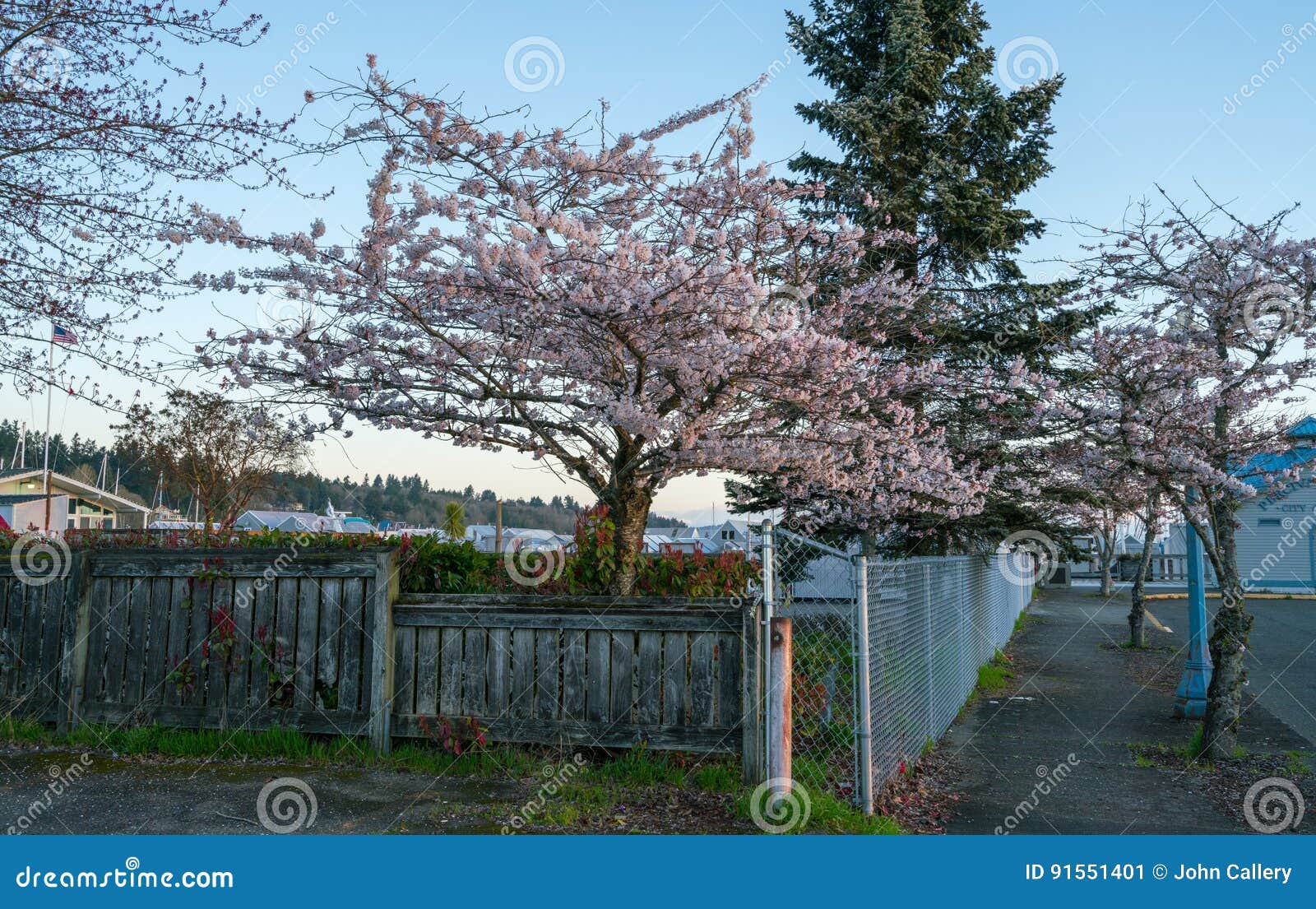 Cherry Blossoms Washington State Imagen de archivo - Imagen de azul ...
