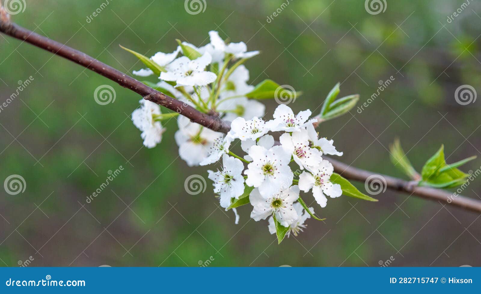 Cherry Blossum on Tree Branch Stock Image - Image of cherry, leaf ...