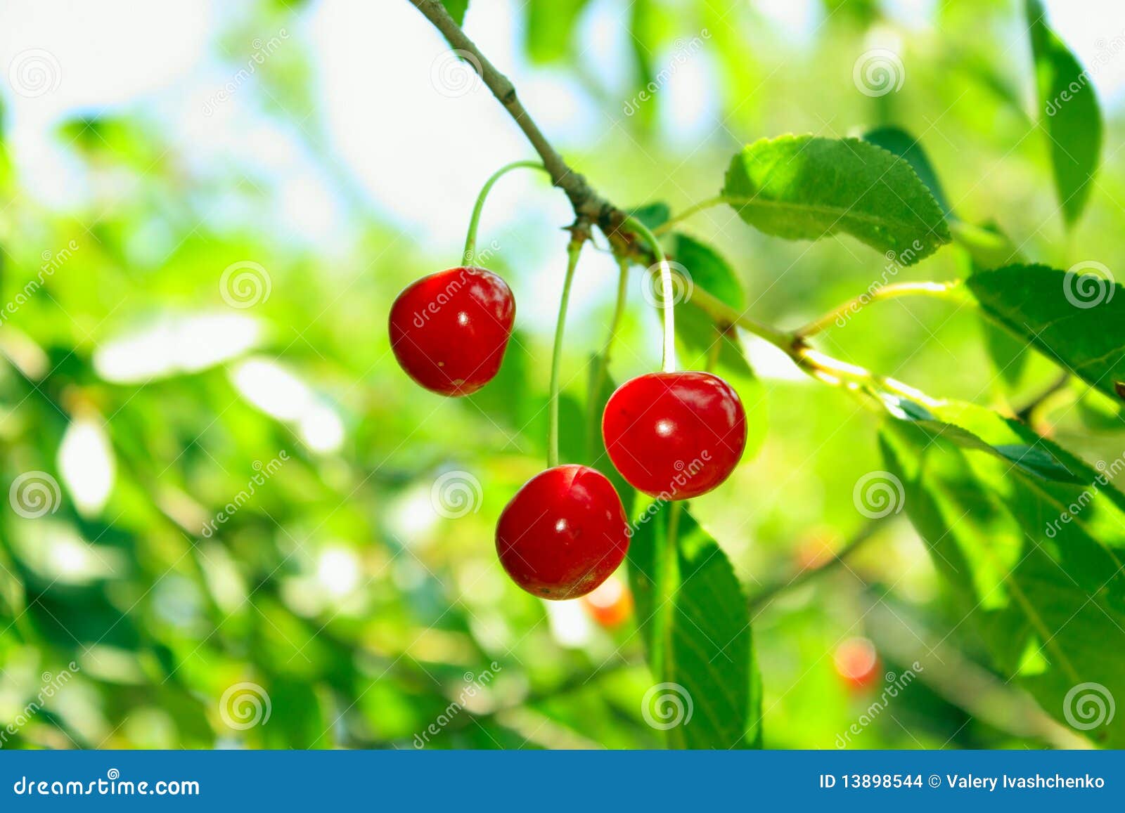 Cherry on branch stock photo. Image of nature, eating - 13898544