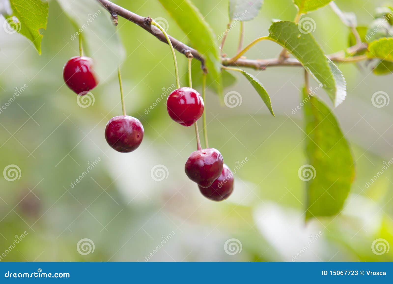 Cherry on branch stock image. Image of closeup, leaf - 15067723
