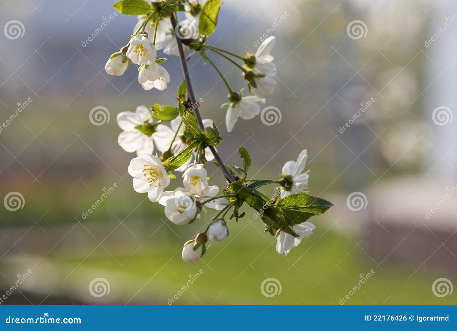 Cherry branch stock photo. Image of beginnings, copy - 22176426