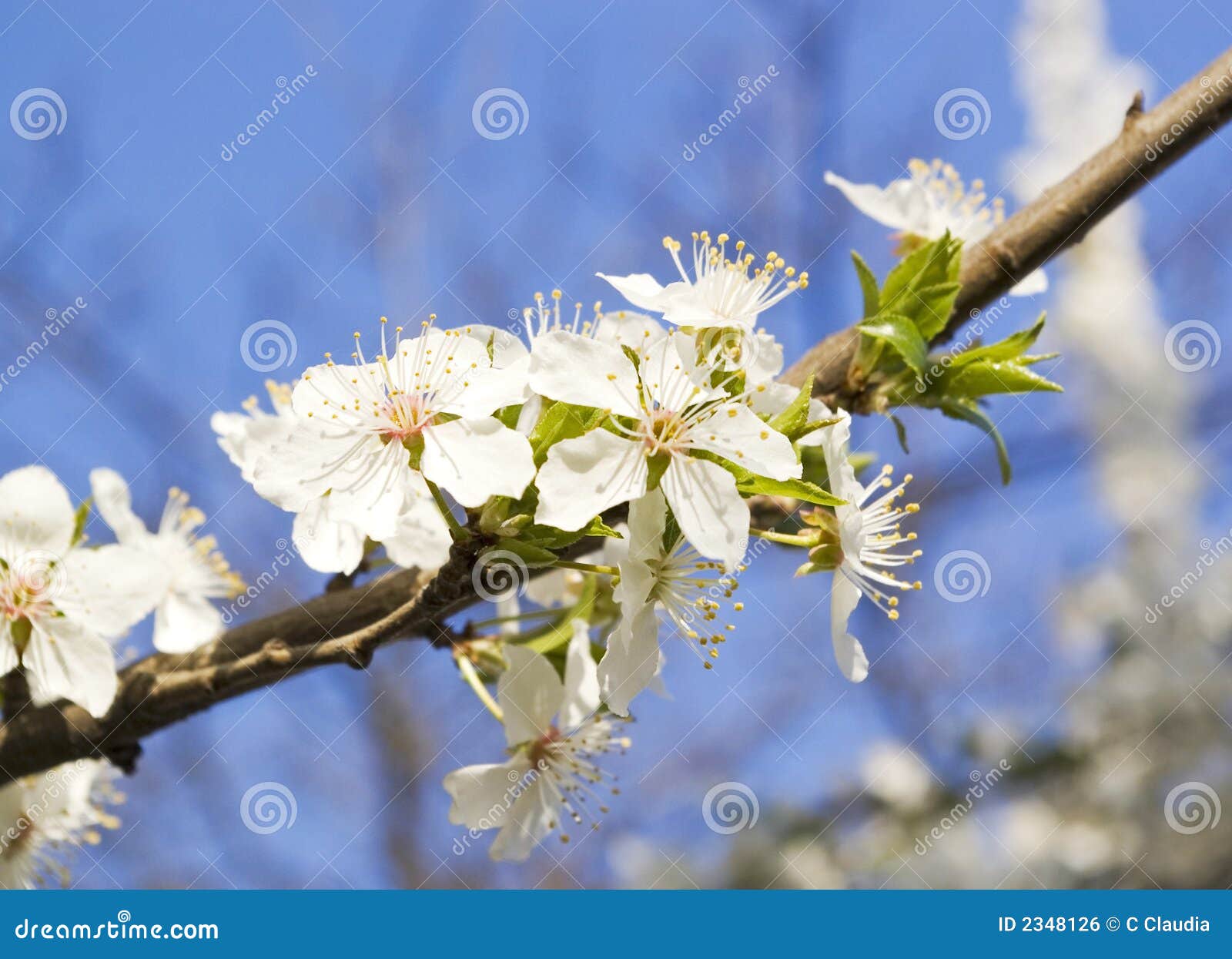 Cherry Branch Picture. Image: 2348126