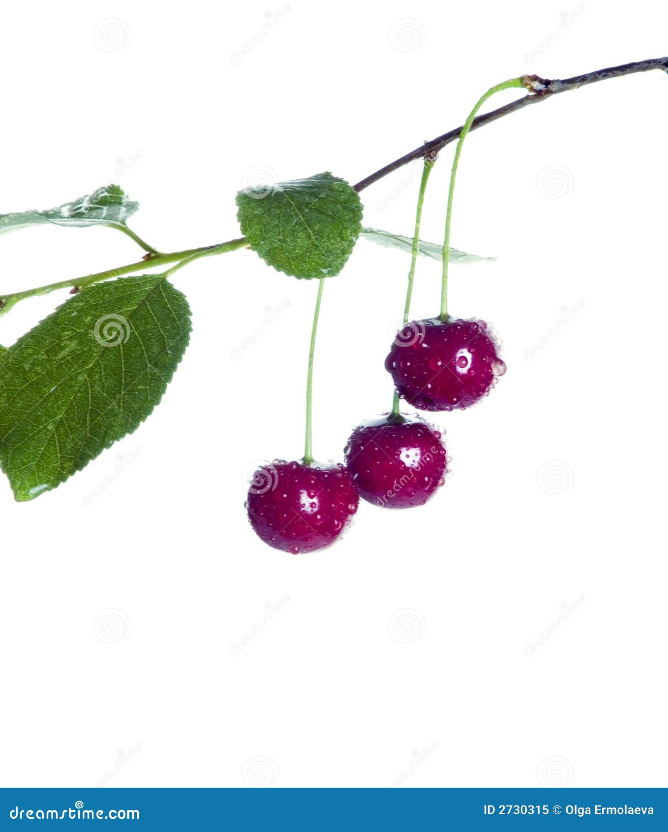 Cherry branch stock image. Image of cherries, light, diet - 2730315