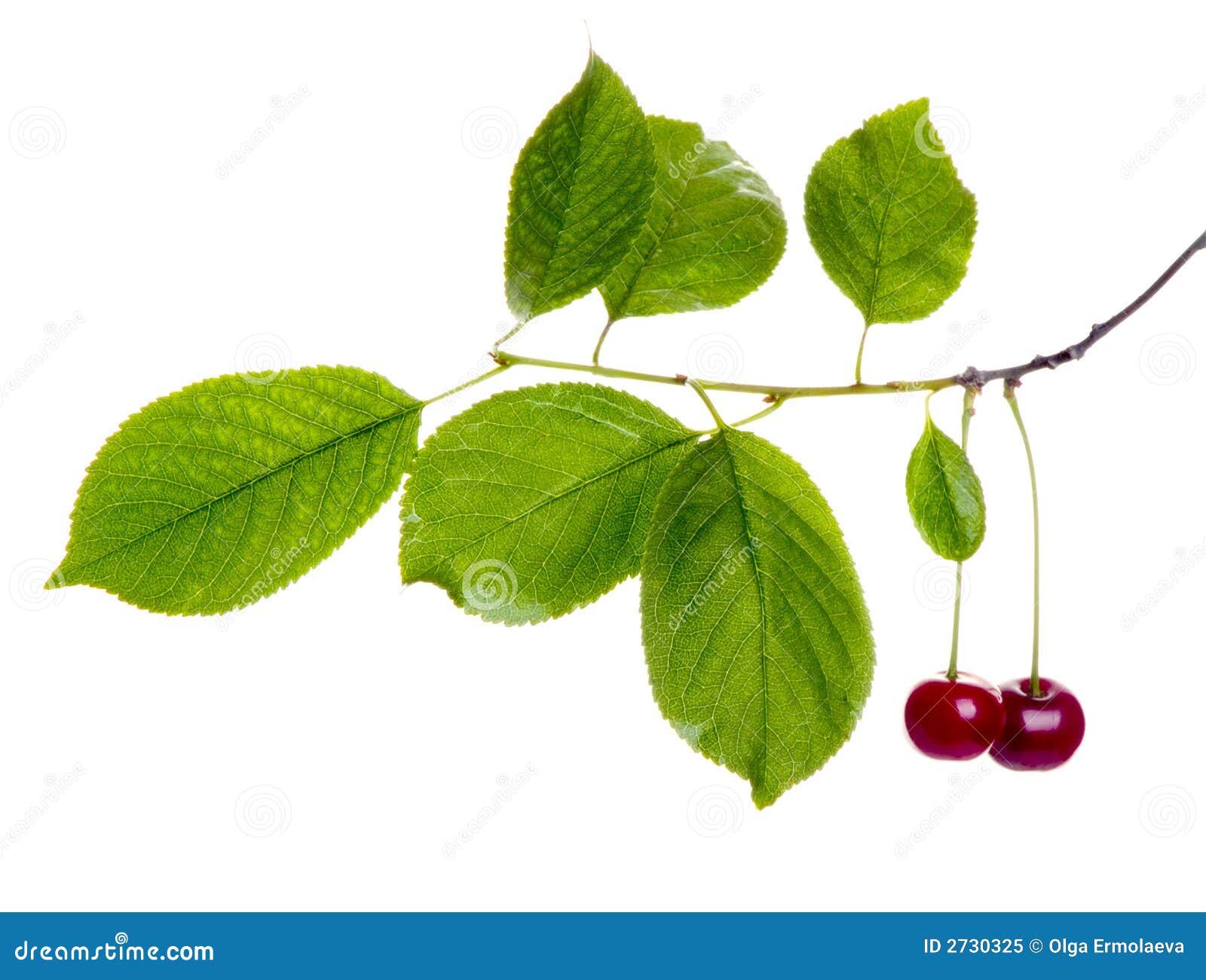 Cherry branch stock image. Image of healthy, passion, drink - 2730325
