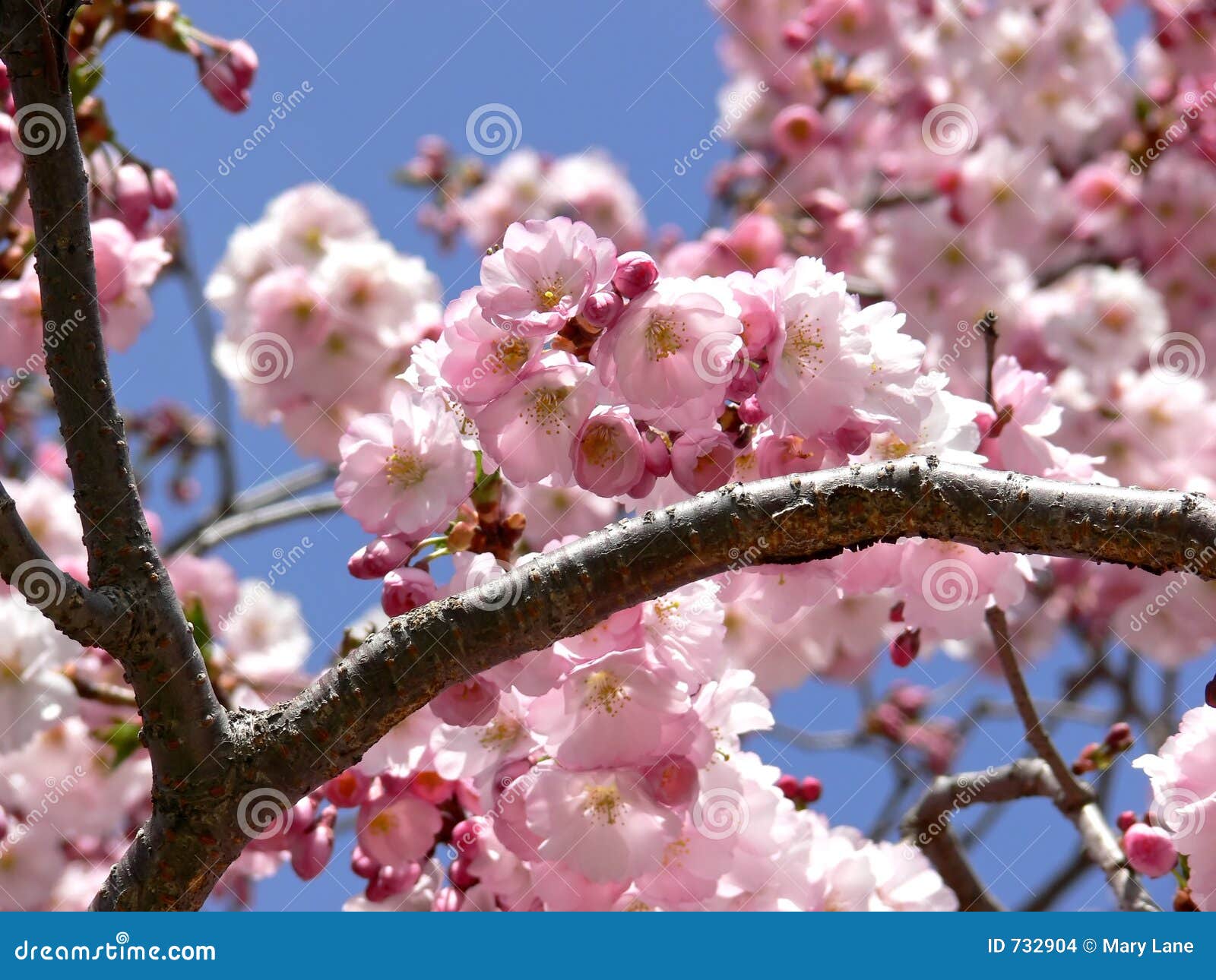 Cherry Branch stock photo. Image of nature, colorful, tree - 732904