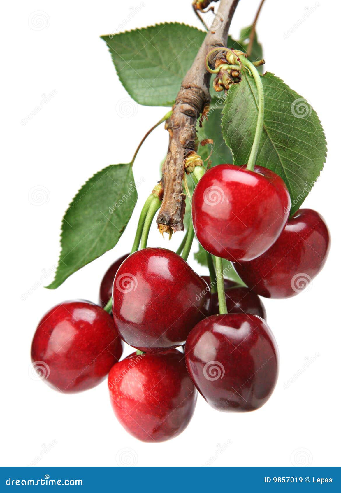 Cherry on branch stock image. Image of horizontal, cherry - 9857019