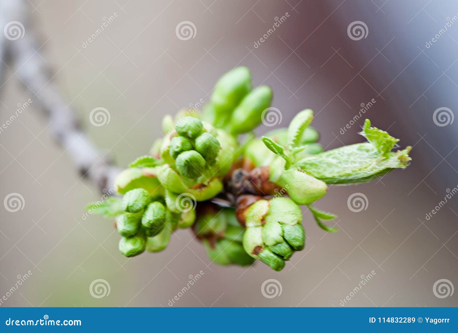 Cherry Branch with Buds in Spring Stock Image - Image of blossoming ...