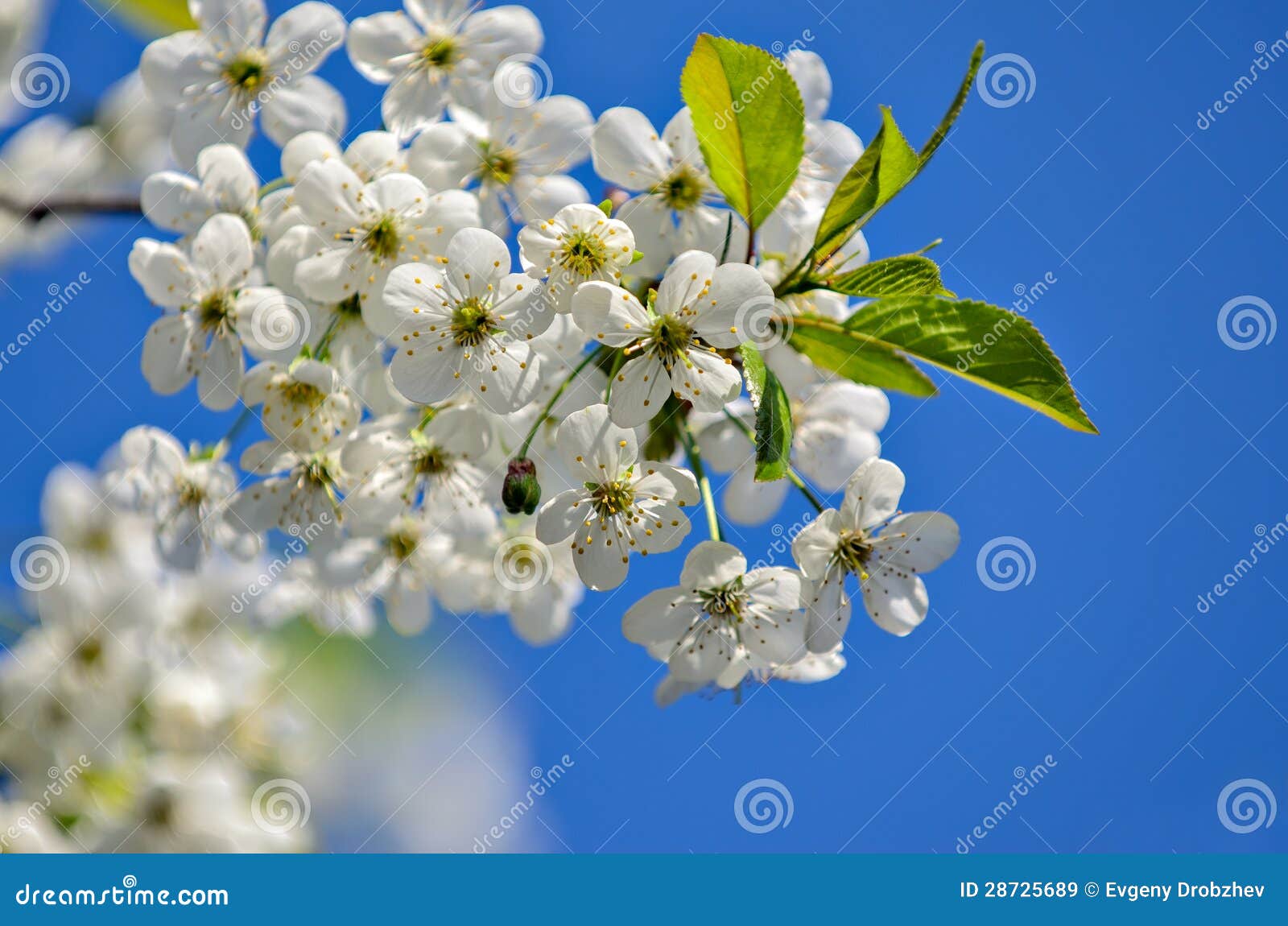 Cherry branch flowers stock image. Image of bloom, flower - 28725689