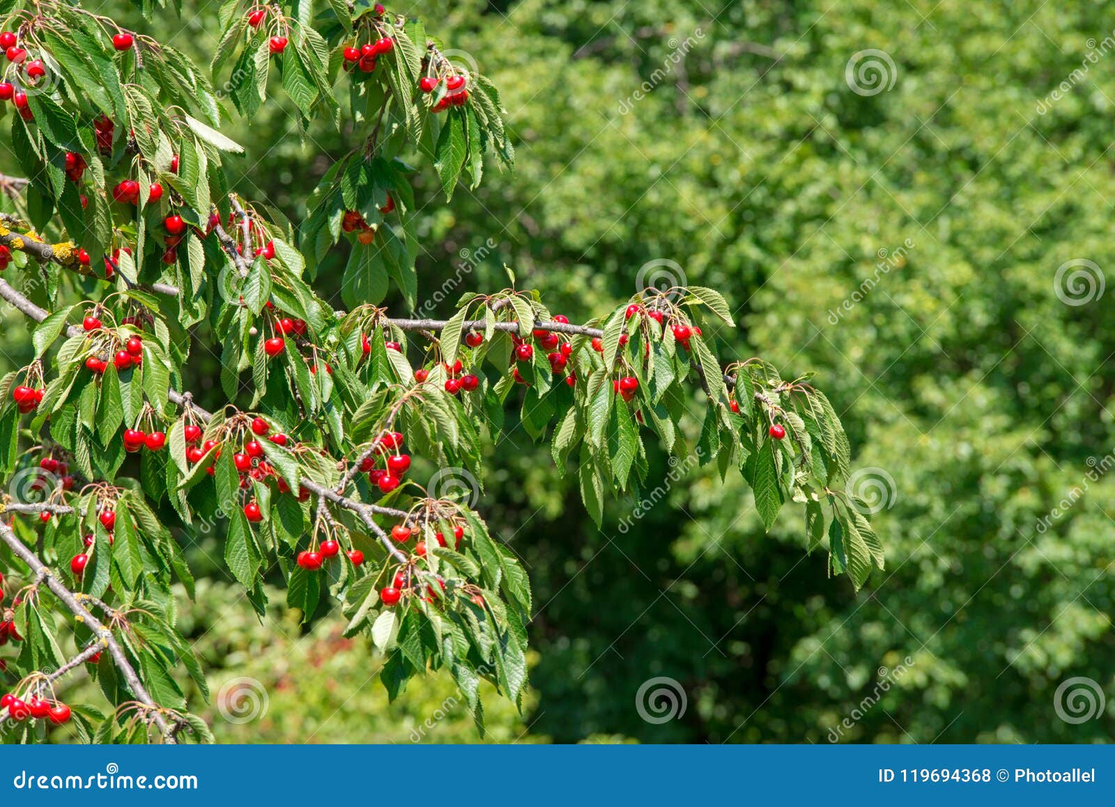 Cherry on the Branch Grows, Ripened Red Cherry Stock Photo - Image of ...