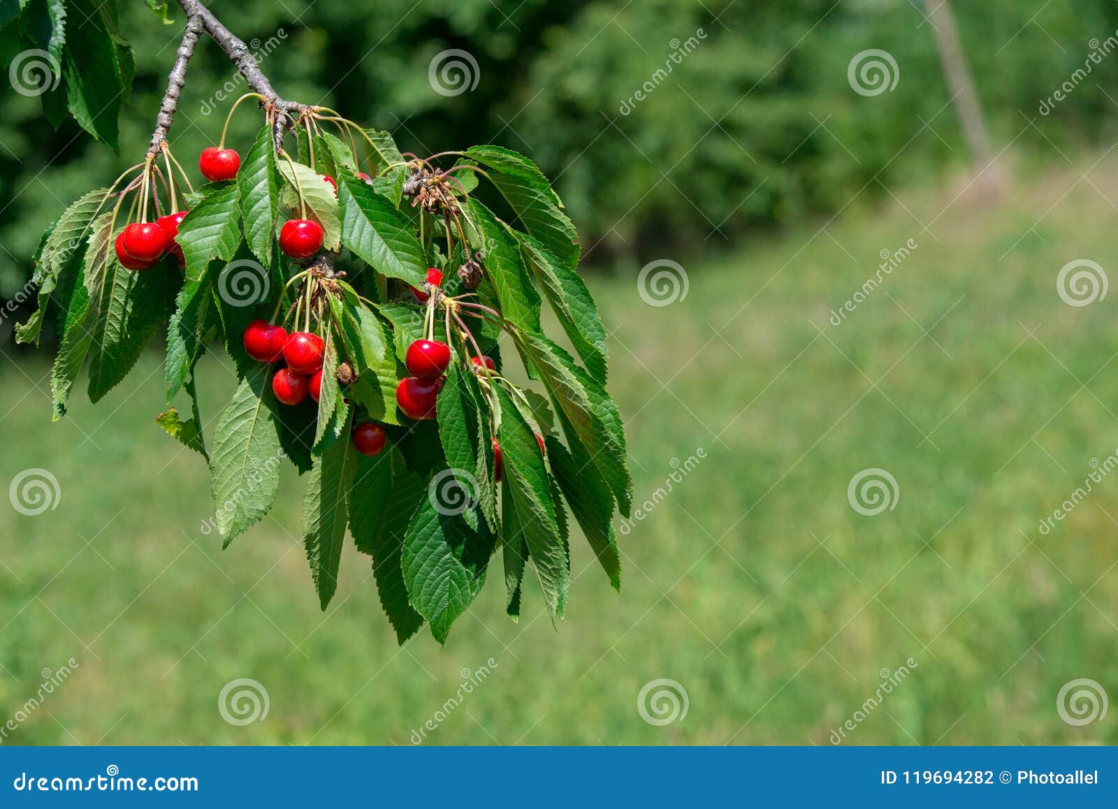 Cherry on the Branch Grows, Ripened Red Cherry Stock Photo - Image of ...
