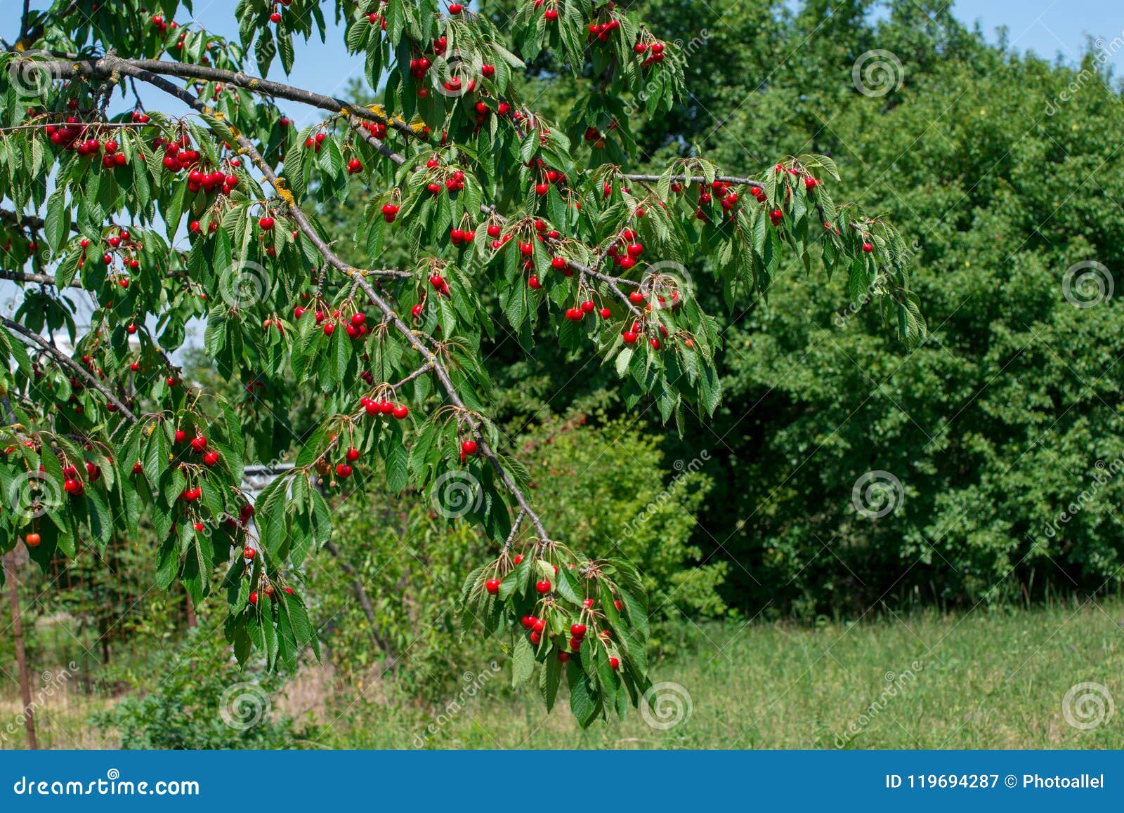 Cherry on the Branch Grows, Ripened Red Cherry Stock Image - Image of ...