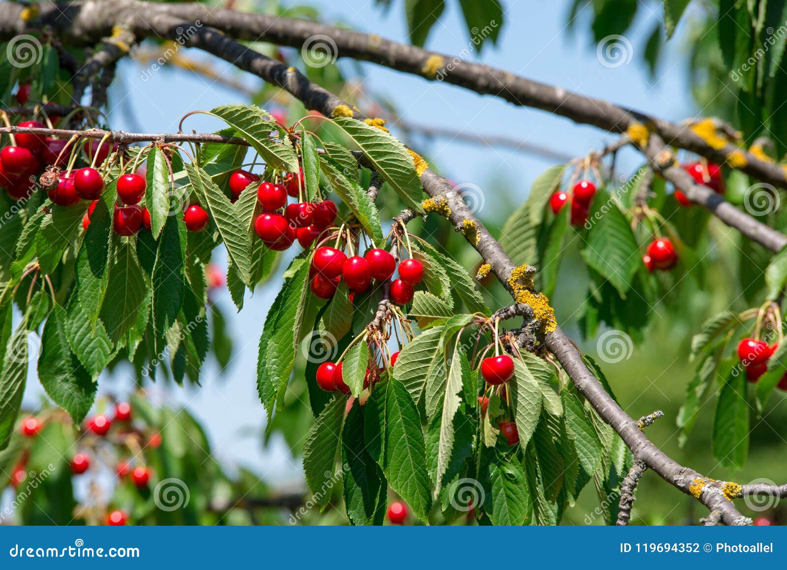 Cherry on the Branch Grows, Ripened Red Cherry Stock Photo - Image of ...