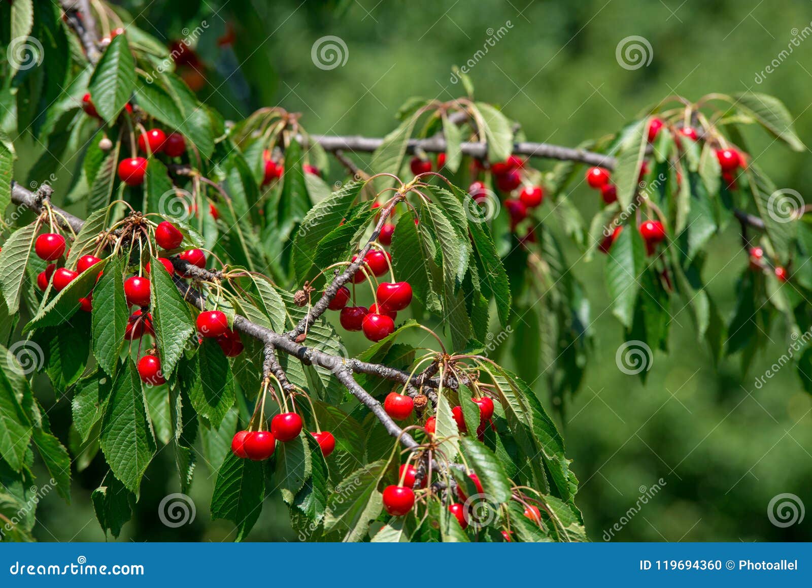 Cherry on the Branch Grows, Ripened Red Cherry Stock Photo - Image of ...