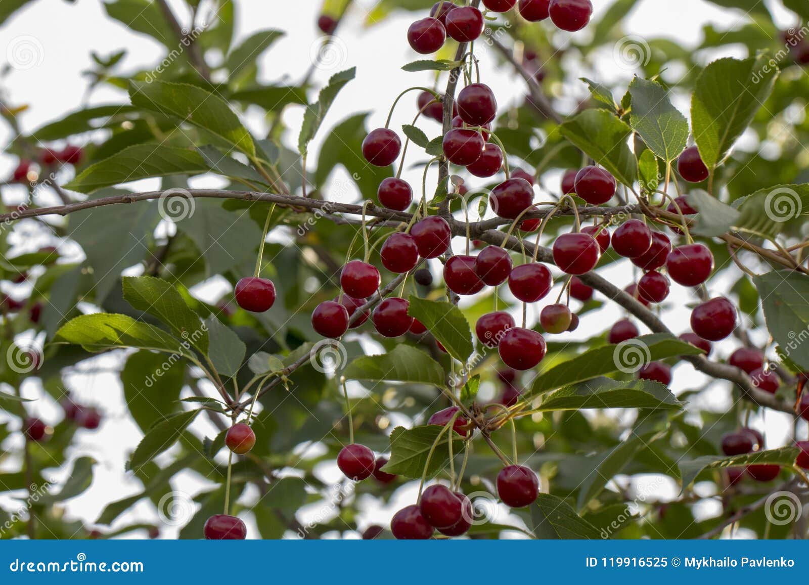 Cherry on the Branch Grows, Ripened Red Cherry Close Up Stock Image ...