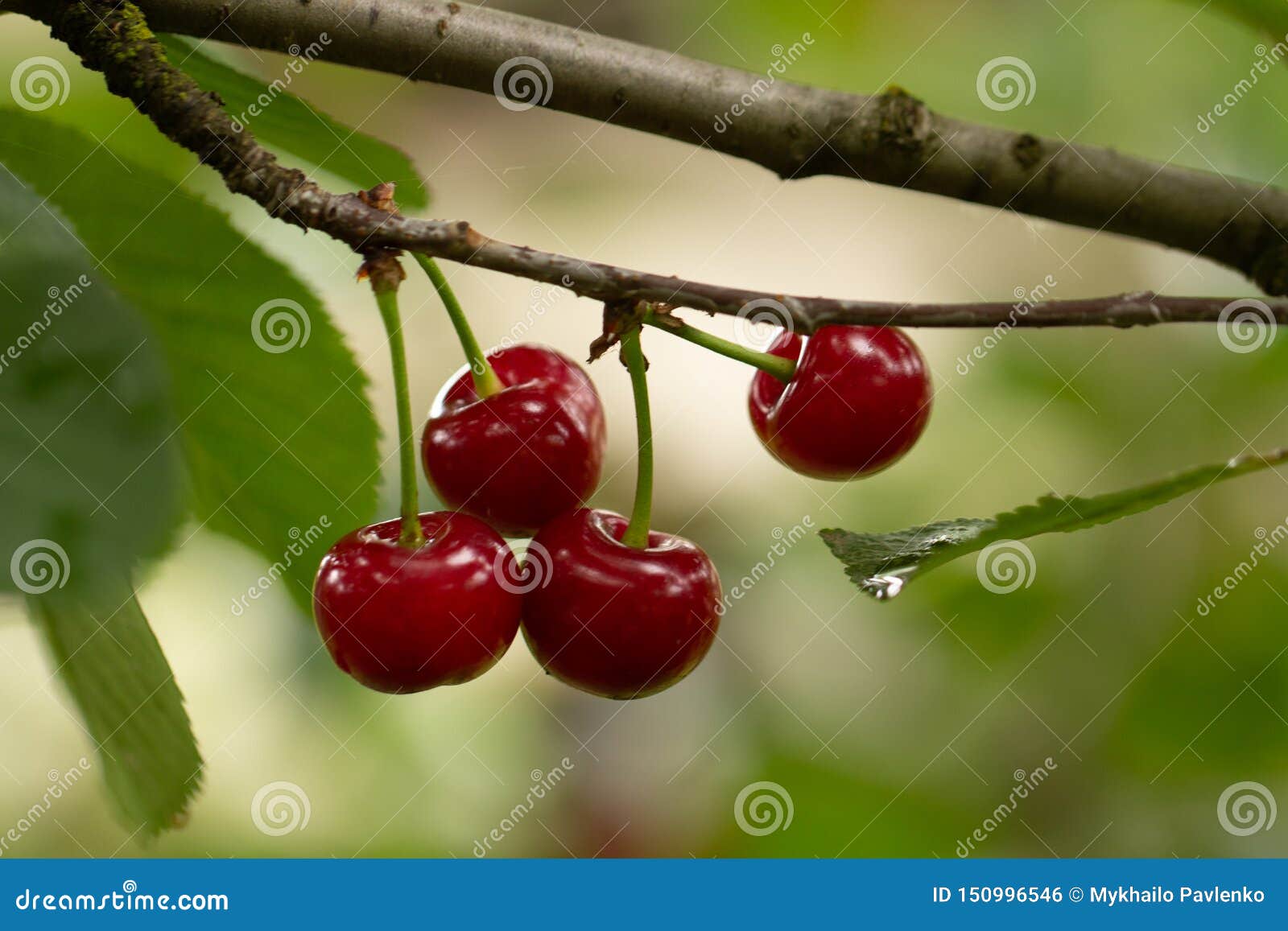 Cherry on the Branch Grows, Ripened Red Cherry Close Up Stock Photo ...