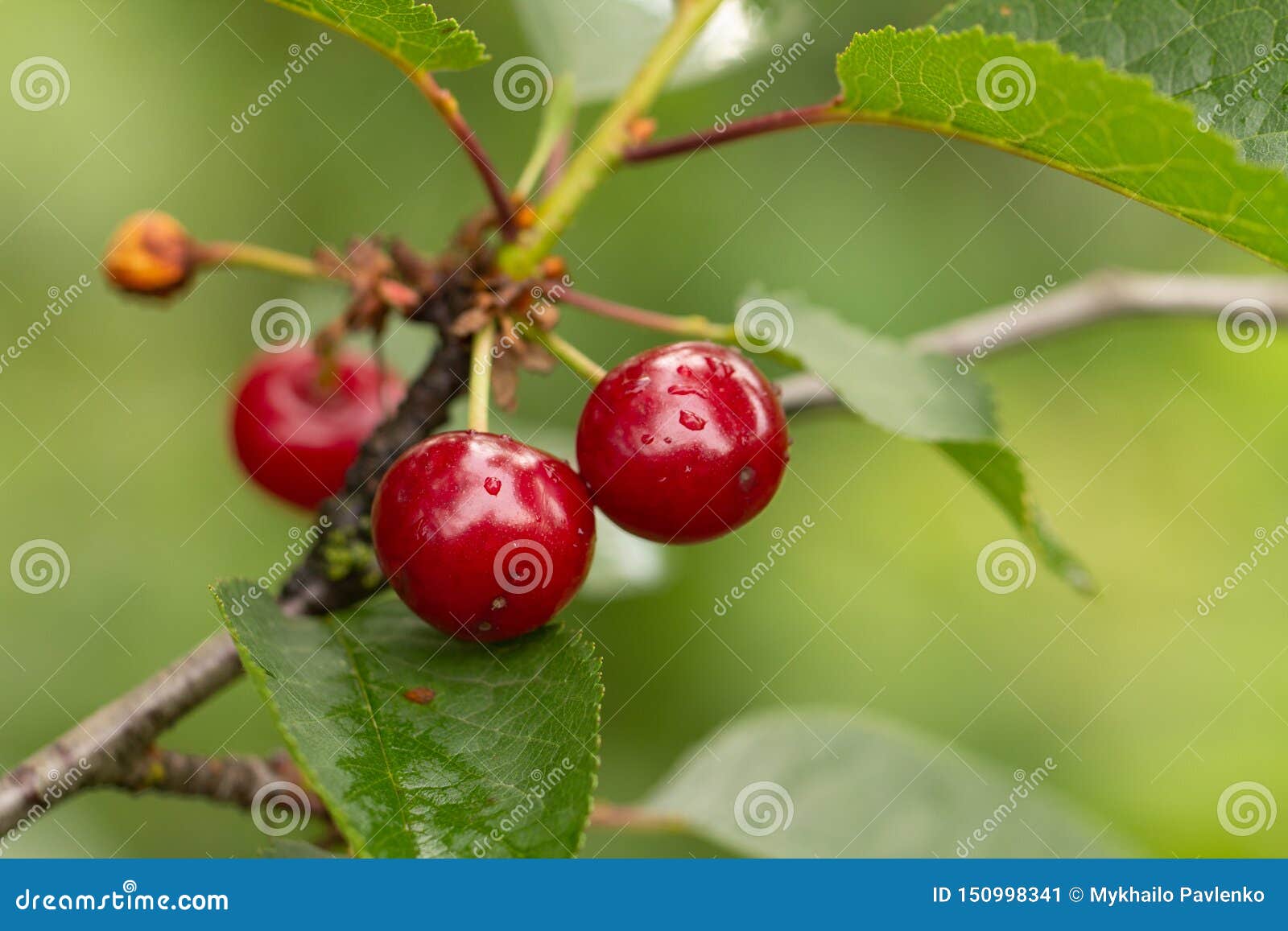 Cherry on the Branch Grows, Ripened Red Cherry Close Up Stock Image ...
