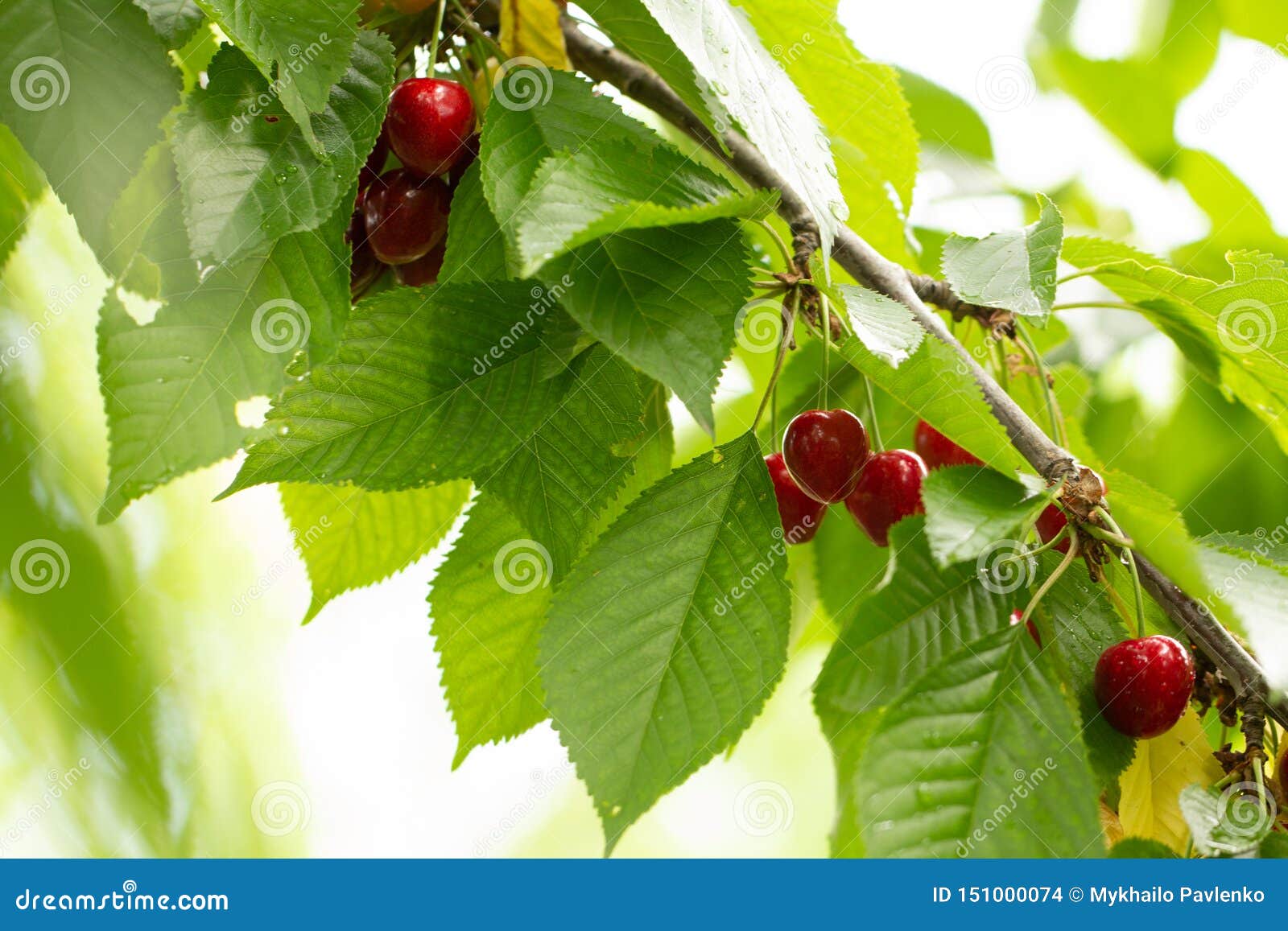 Cherry on the Branch Grows, Ripened Red Cherry Close Up Stock Photo ...