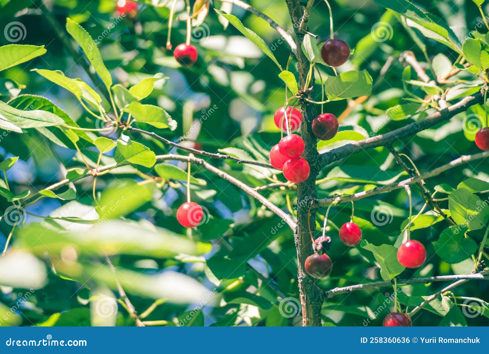 Cherry on the Branch Grows, Ripened Red Cherry. Ripe Red Cherry on a ...