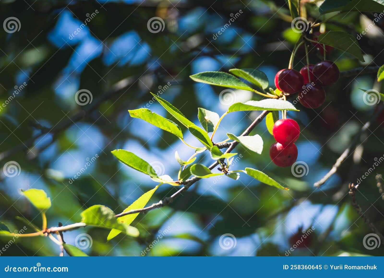 Cherry on the Branch Grows, Ripened Red Cherry. Ripe Red Cherry on a ...