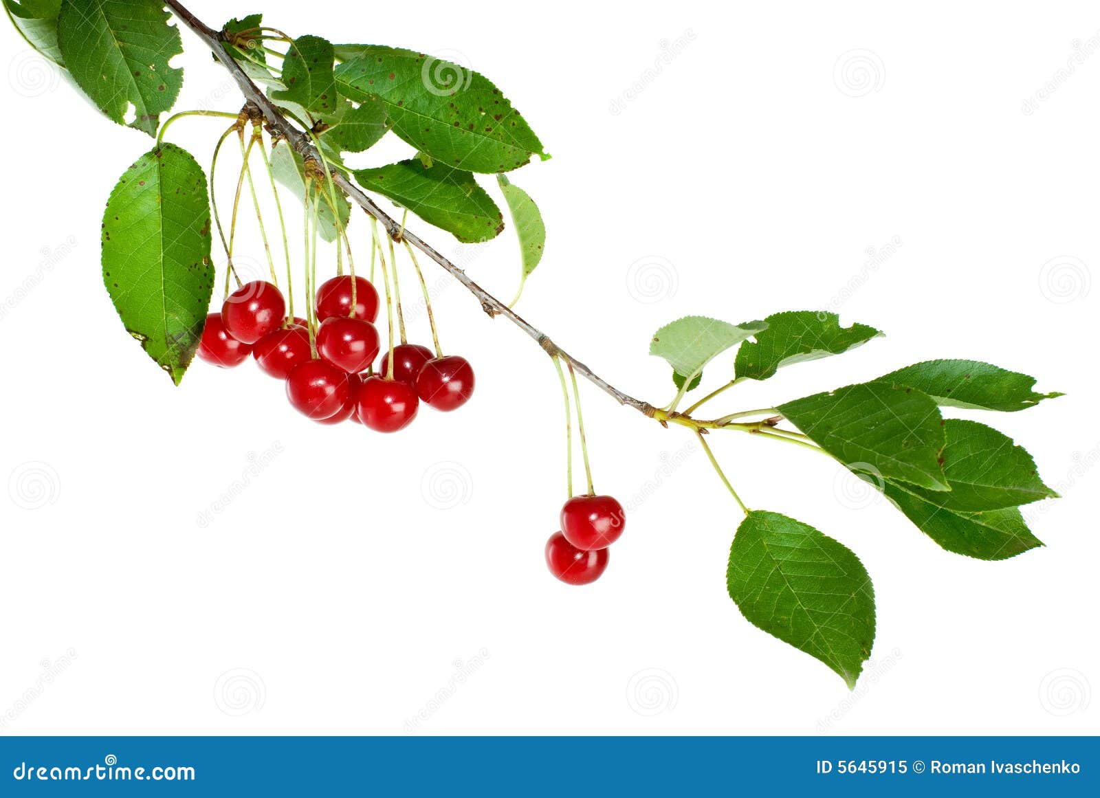 Cherry Branch with Leaves and Few Berries Stock Image - Image of ...