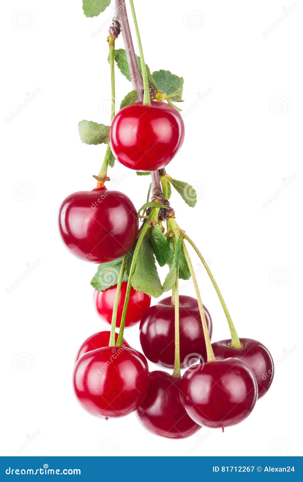 Cherry branch with leaves stock image. Image of cherry - 81712267