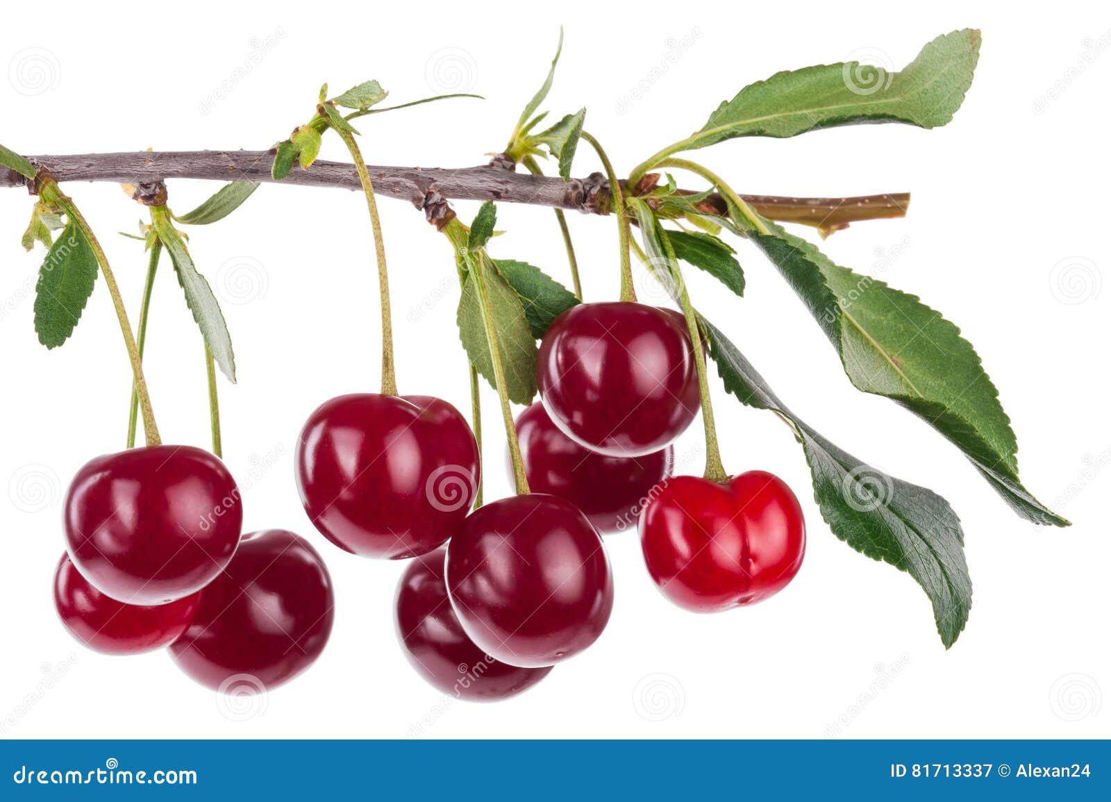 Cherry branch with leaves stock image. Image of leaves - 81713337
