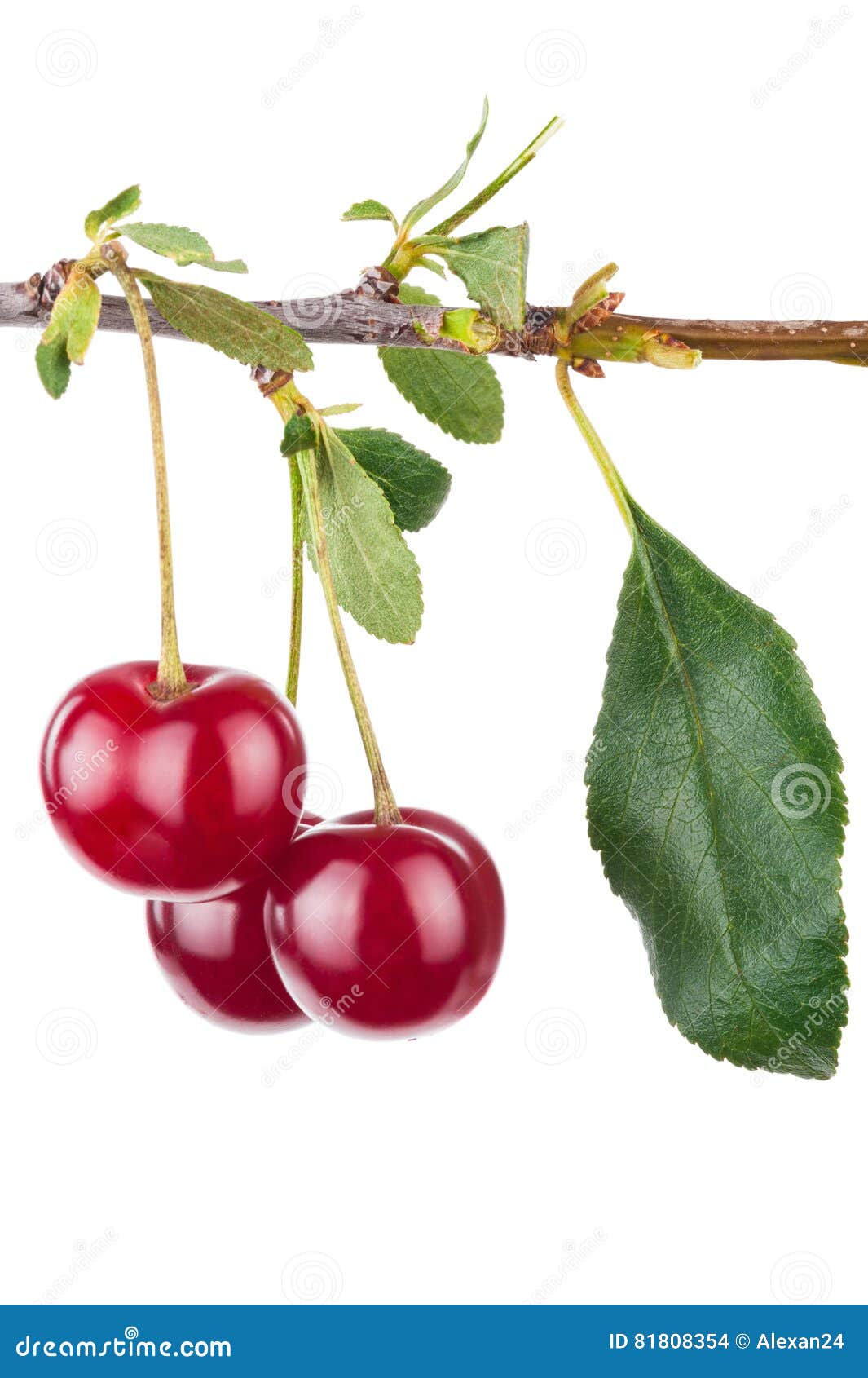 Cherry branch with leaves stock photo. Image of green - 81808354
