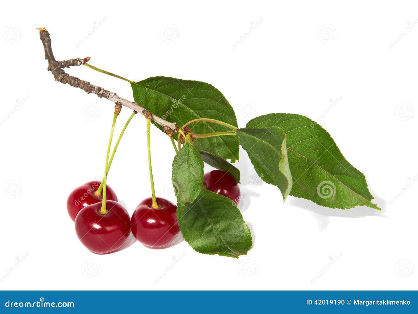Cherry branch stock photo. Image of leaf, branch, background - 42019190