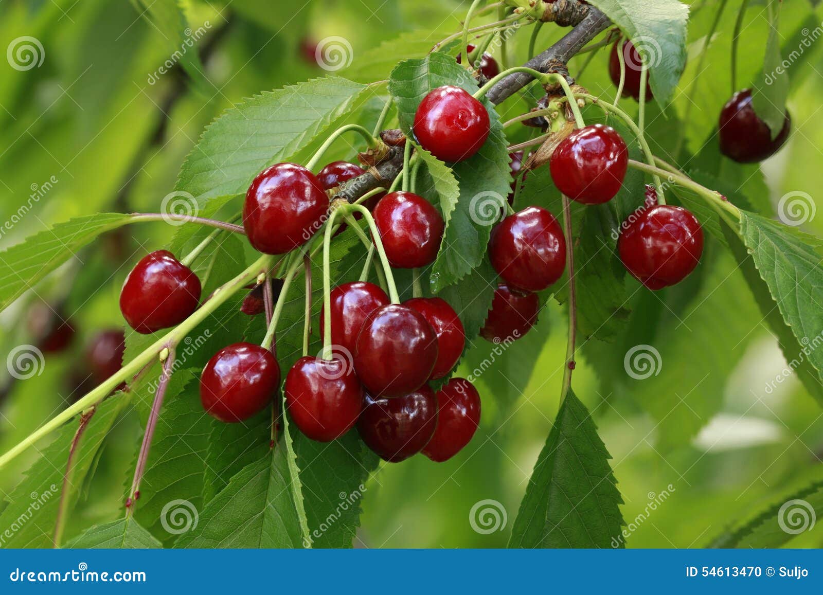 Cherry Branch stock photo. Image of branch, cherry, food - 54613470