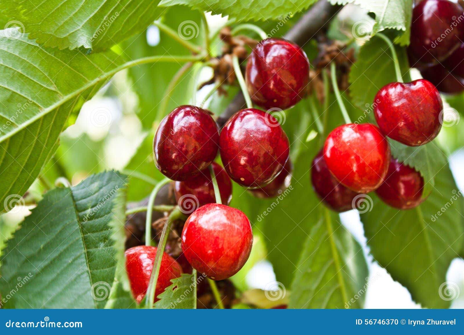 Cherry Branch stock photo. Image of berries, branch, fragrance - 56746370