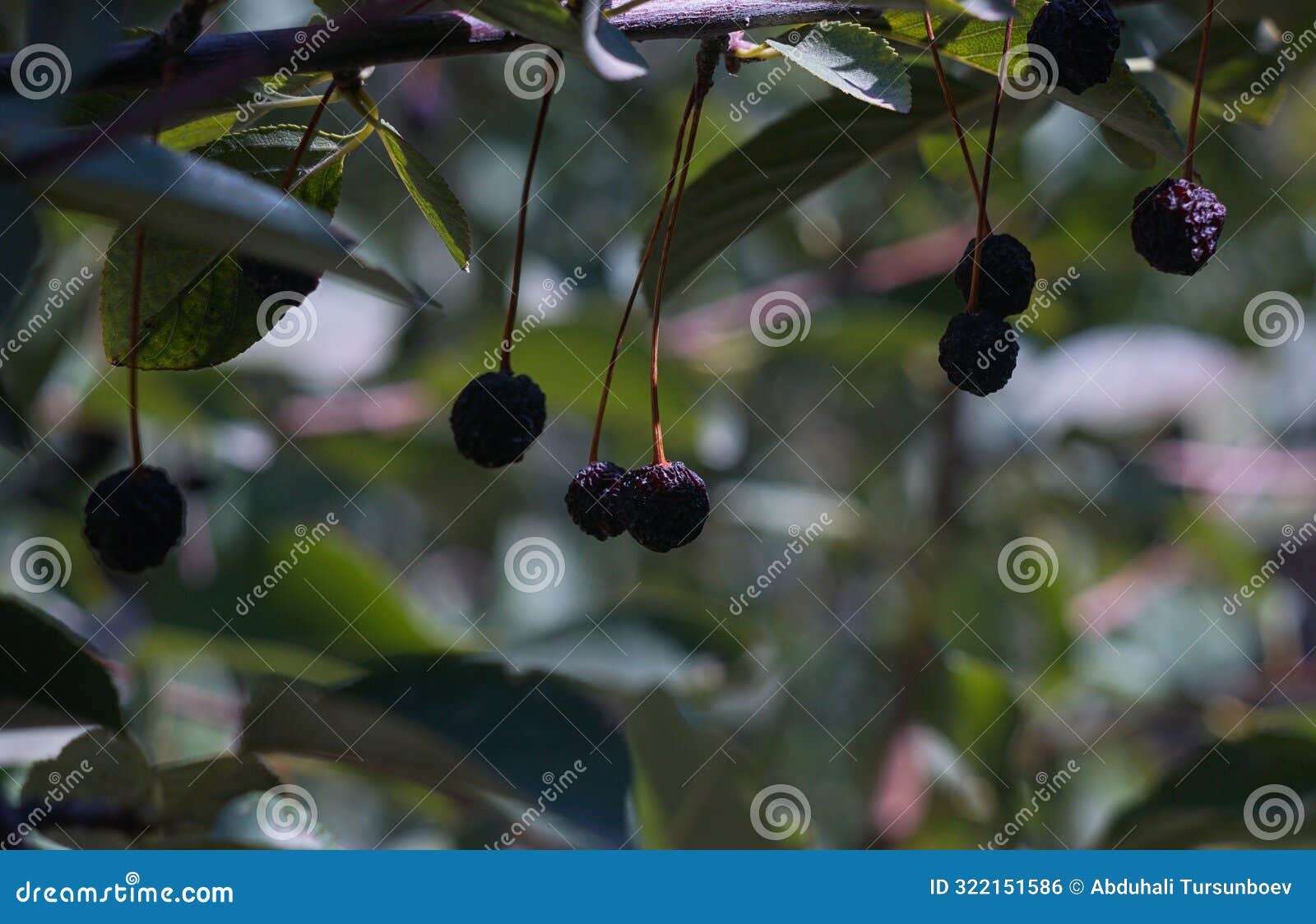 The Cherry on the Cherry Branch is Rotten Stock Photo - Image of drop ...