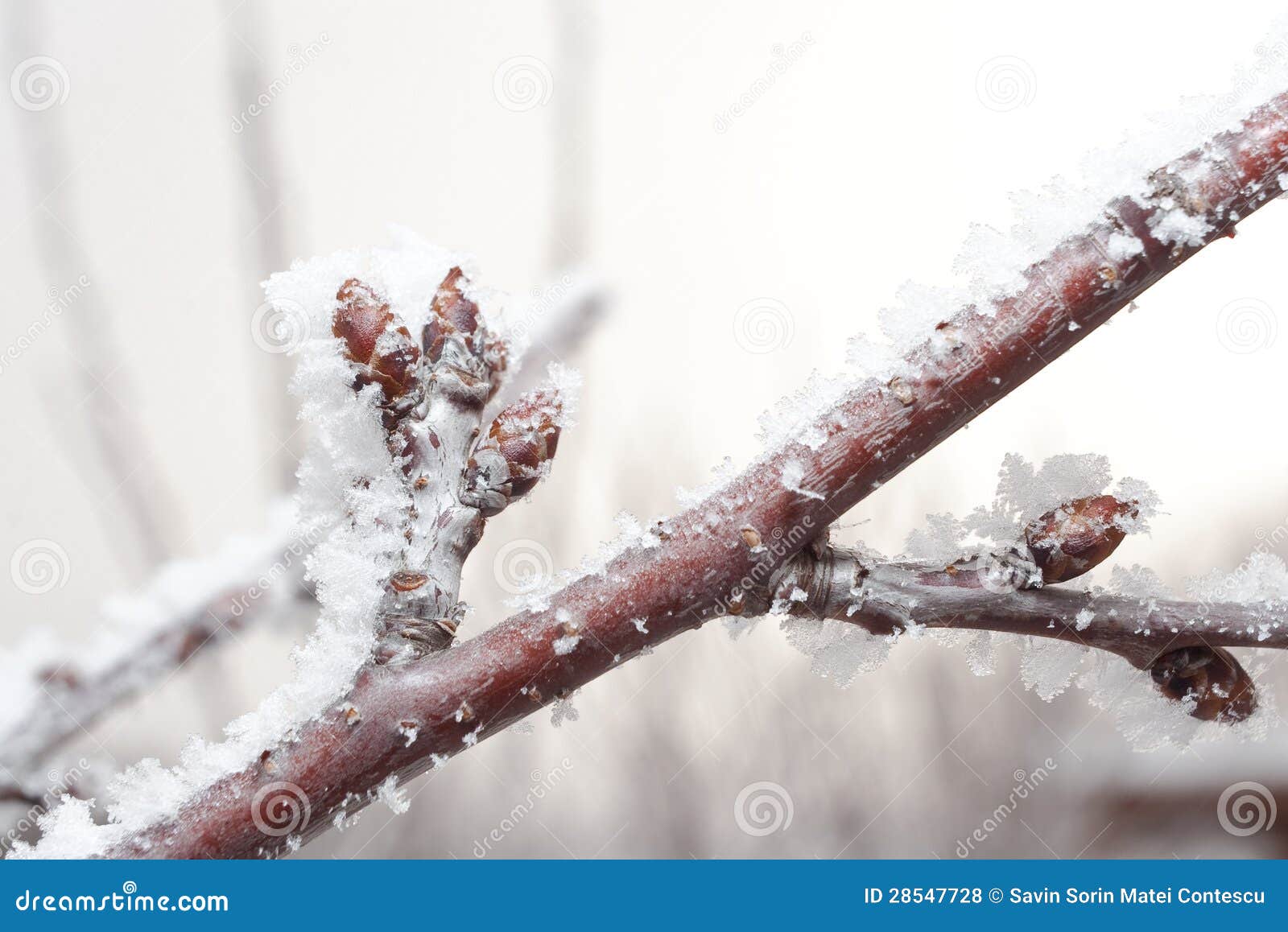 Cherry Branch with Sprout Covered in Ice Stock Photo - Image of frozen ...