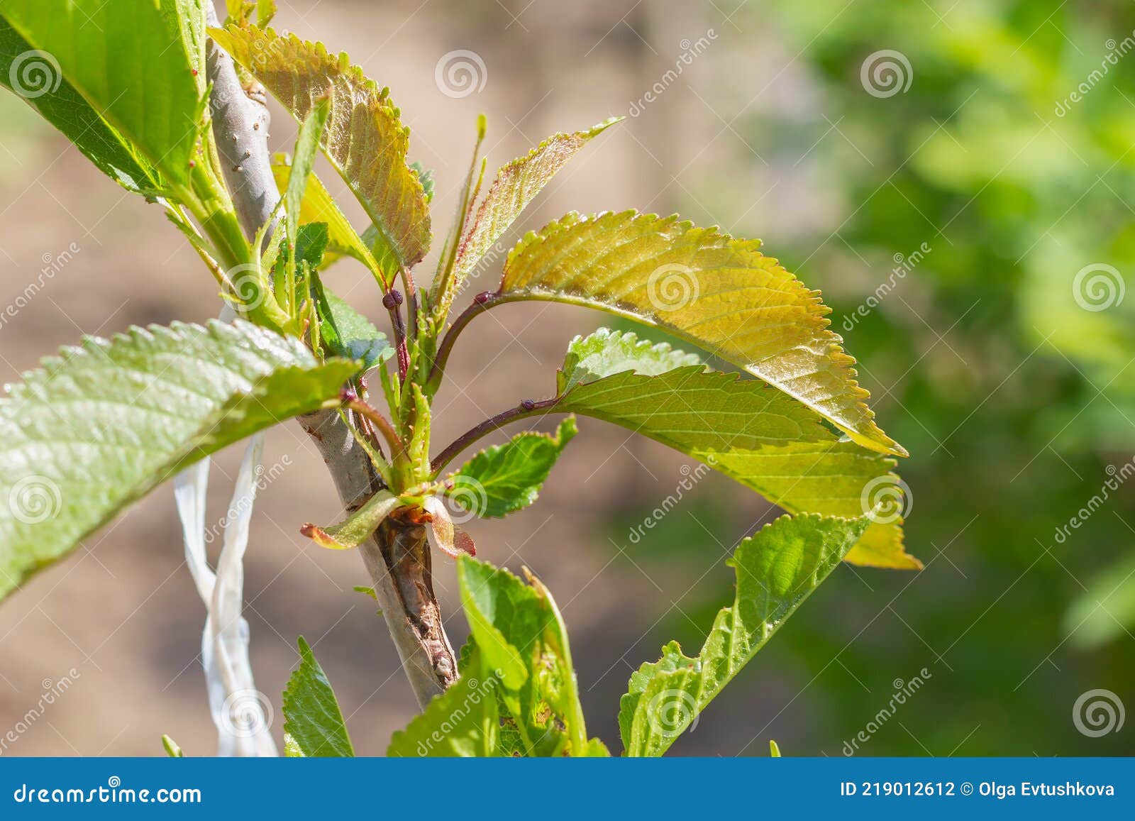 The Cherry Bud Grafted Onto the Cherry Tree and Opened Its Leaves in ...