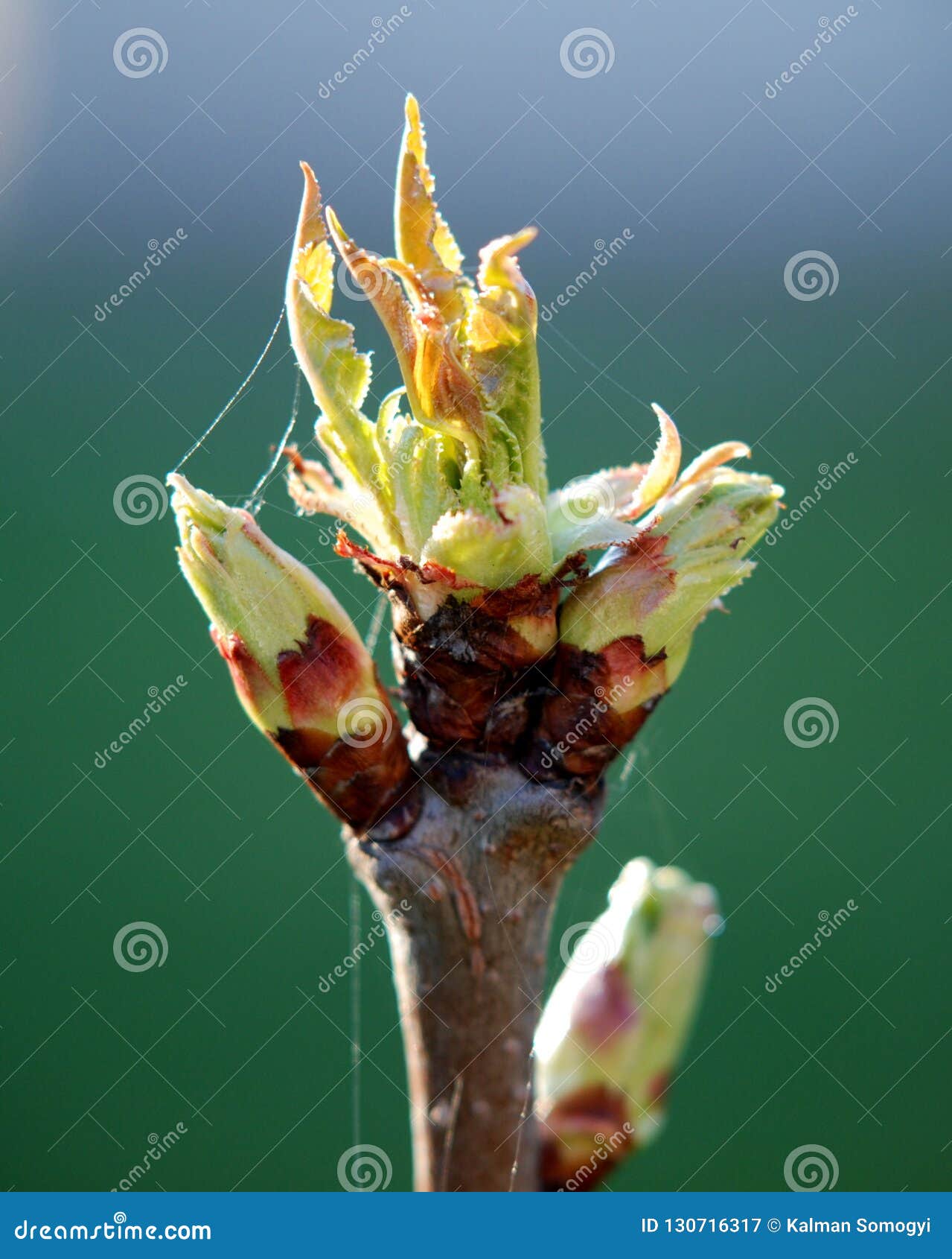 Cherry Bud Enlightened by Sunshine Stock Image - Image of environment ...